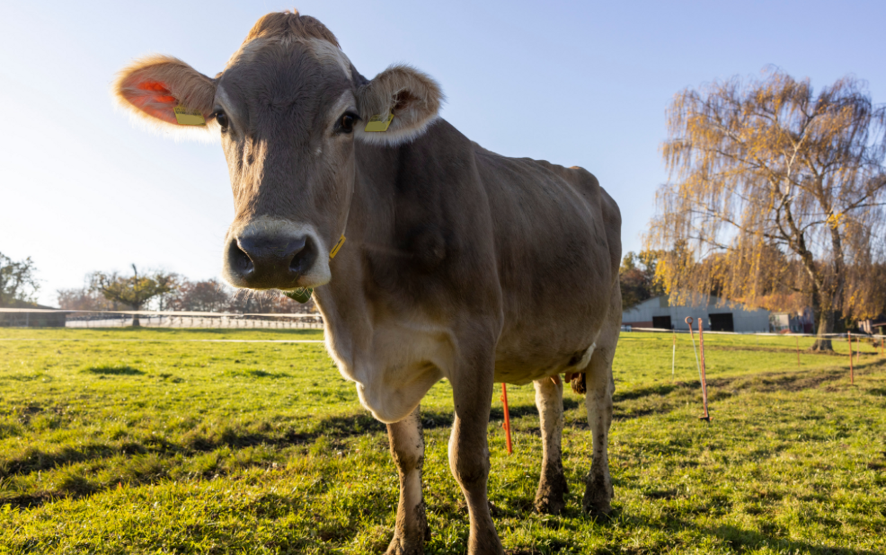 Die Kuhrassen der Schweiz - bauernzeitung.ch | BauernZeitung