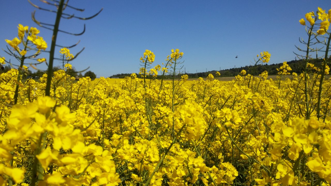 Raps-Anbau leidet unter Neonicotinoid-Verbot - bauernzeitung.ch ...