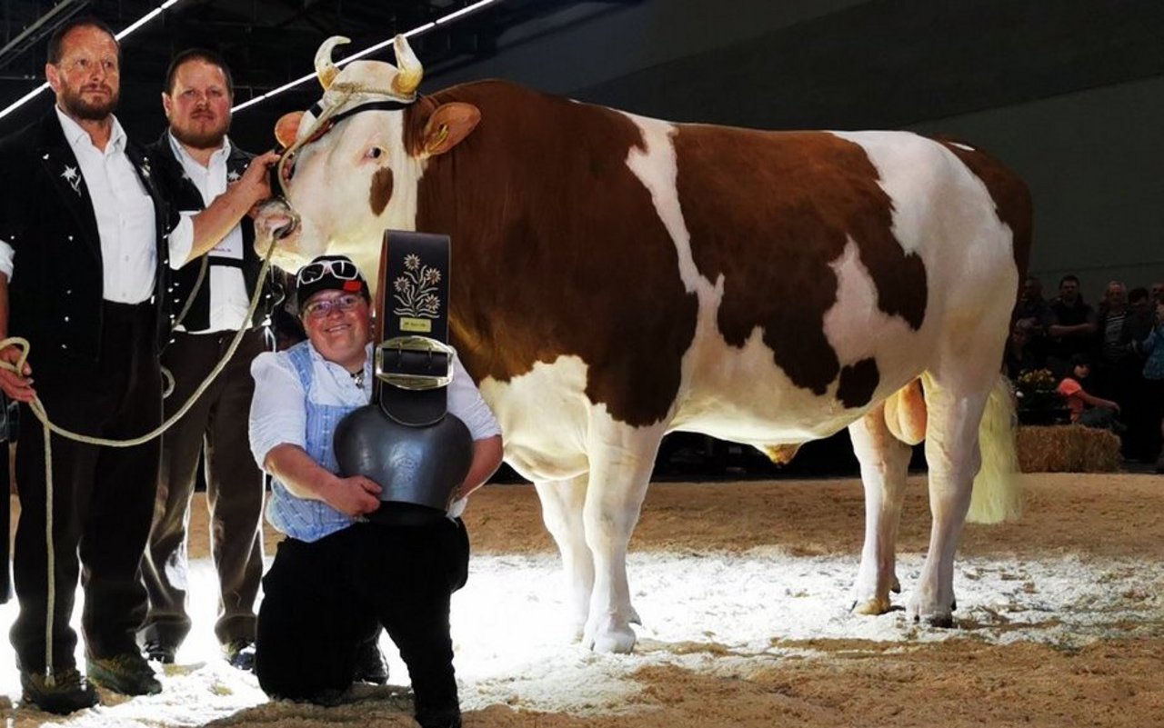 Mal wieder Malea: An der Eliteschau der Original Simmentaler wurden ...
