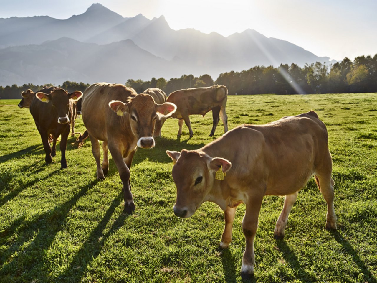 Palastrevolte bei der IG Bio Weide-Beef - bauernzeitung.ch | BauernZeitung