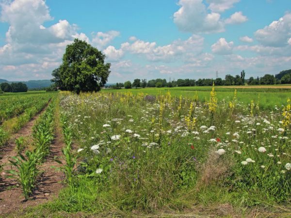 Blumen und Käfer - bauernzeitung.ch | BauernZeitung