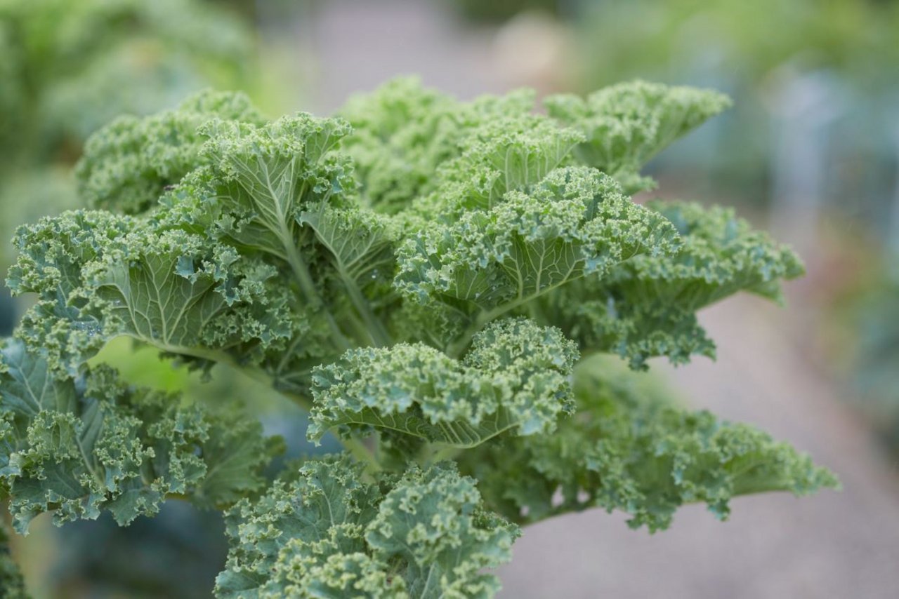 Revival einer Vitaminbombe: Der Federkohl - bauernzeitung.ch ...