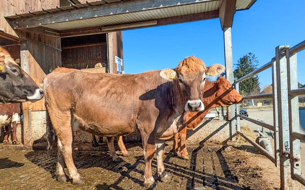 Die liebevolle Kuh «Strubeli» macht ihrem Namen alle Ehre ...