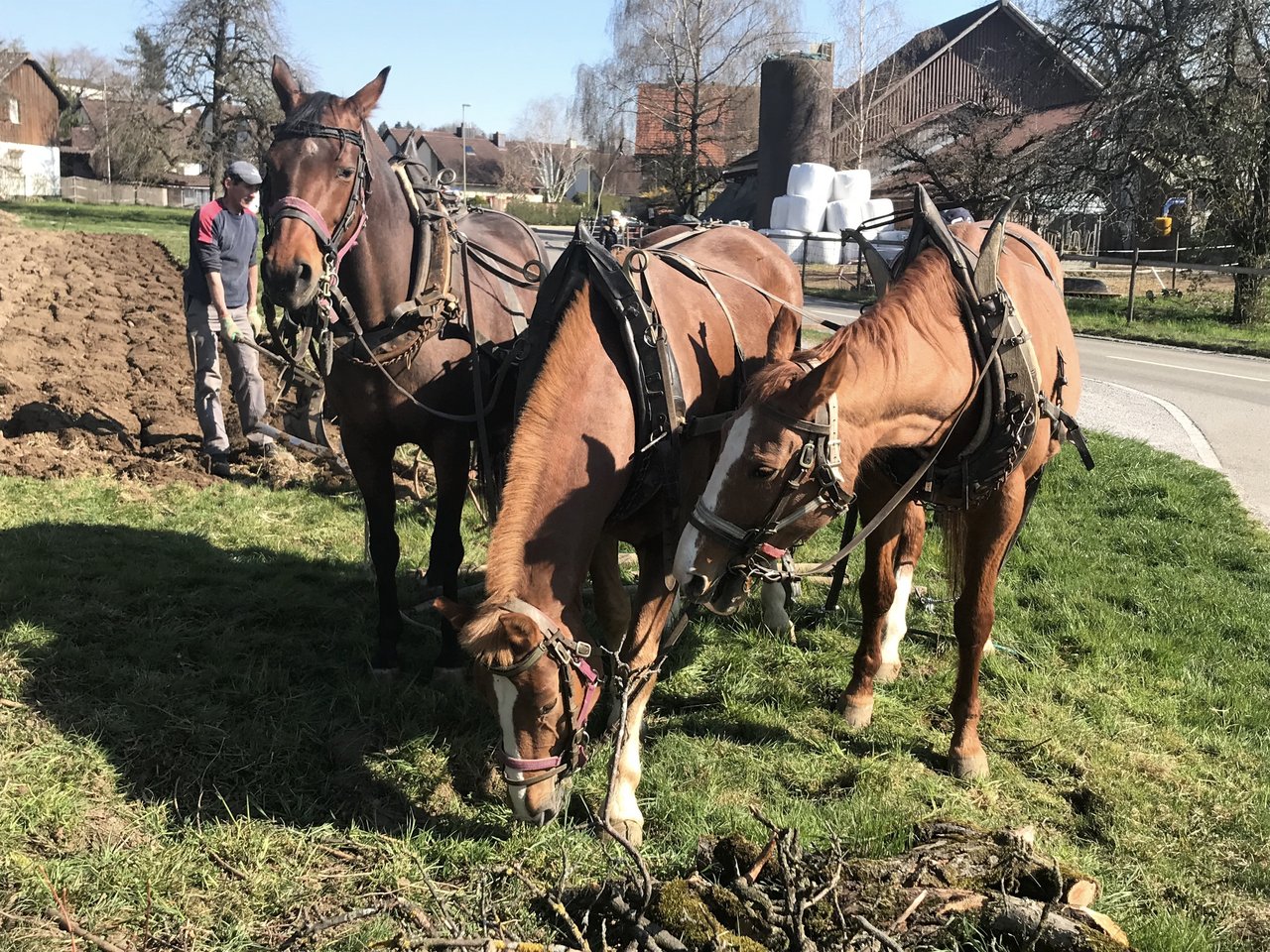 Arbeitspferde: Pflügen mit drei PS - bauernzeitung.ch | BauernZeitung