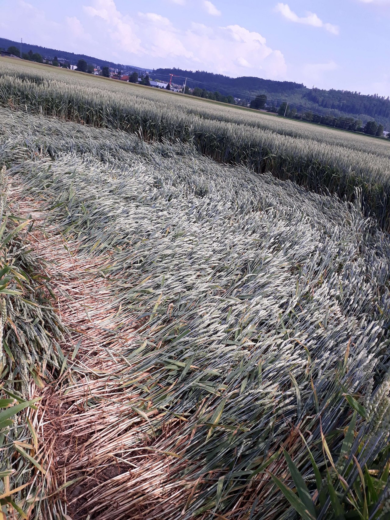 Ein Kornkreis versetzt das Seeland in Aufregung - bauernzeitung.ch ...