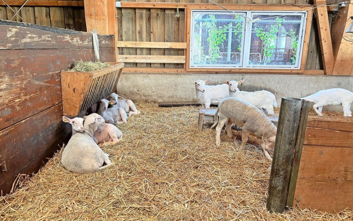 Ziegen und Schafe neu berechnet - bauernzeitung.ch | BauernZeitung