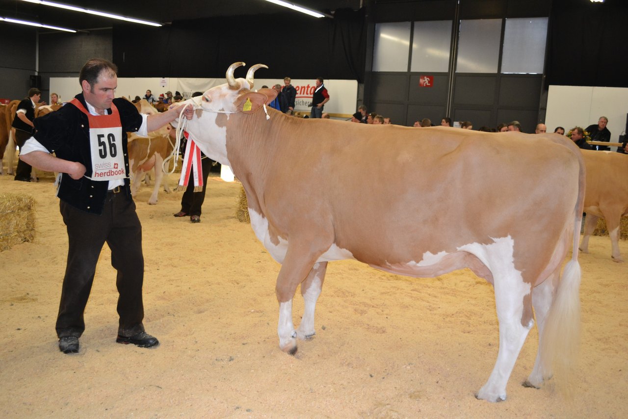 Livia und Jana siegten am Jungkuhchampionat - bauernzeitung.ch ...