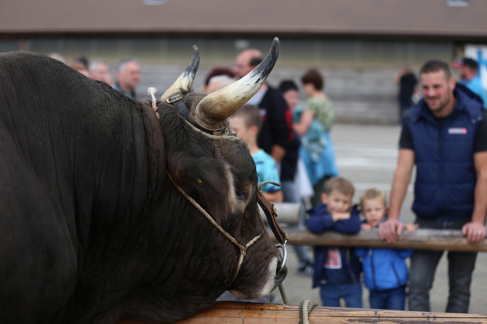 BS-Stier Otto war am Zuger Stierenmarkt der Schwerste und Schönste - bauernzeitung.ch ...