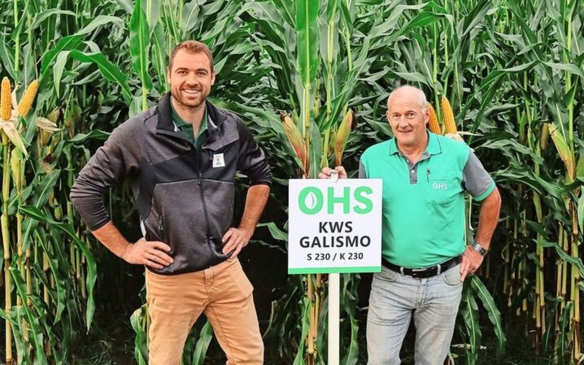 «Endlich ein Mais wie Galismo» – neue KWS-Sorte überzeugt im Feld ...