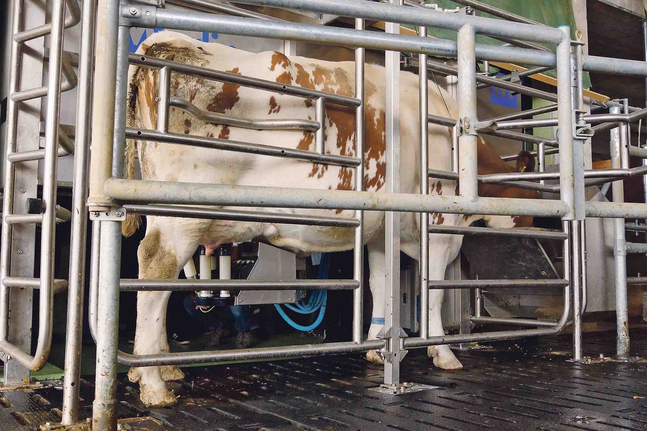 Jede Kuh gut zu kennen ist Pflicht - bauernzeitung.ch | BauernZeitung