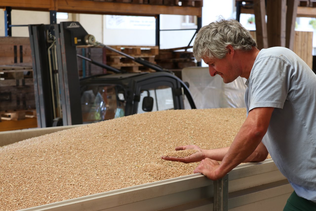 Brotweizen: Ein gutes Jahr für herbizidfrei - bauernzeitung.ch ...