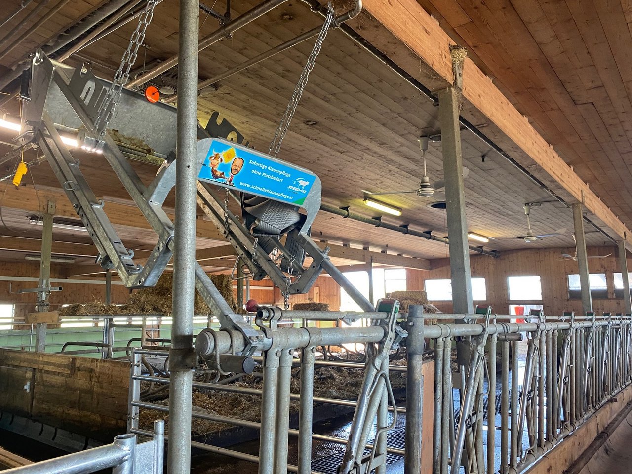 Klauenpflege mit dem Speed-Fix: «Das mühsame Umhertreiben entfällt ...