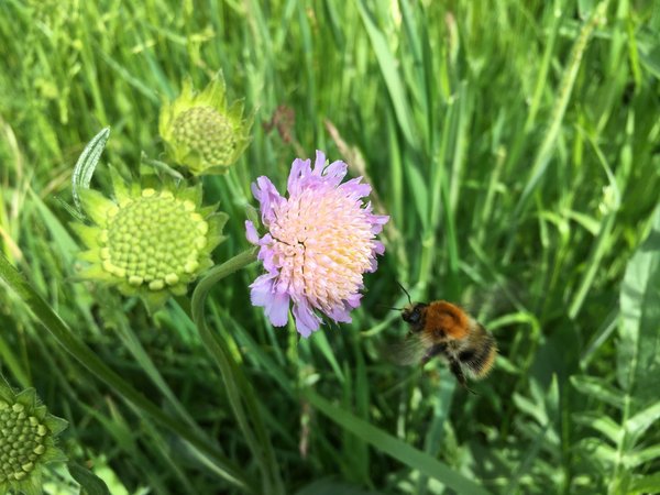 9 Tipps, um Wiesenbewohner bei der Mahd zu schonen - bauernzeitung.ch ...
