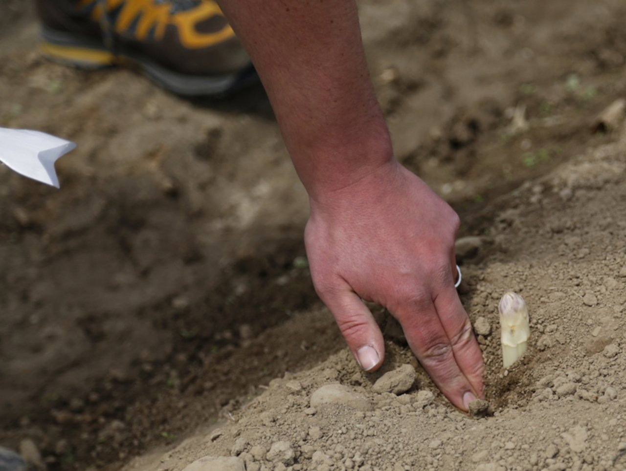 Bayern: Grosse Spargel-Ernte - bauernzeitung.ch | BauernZeitung