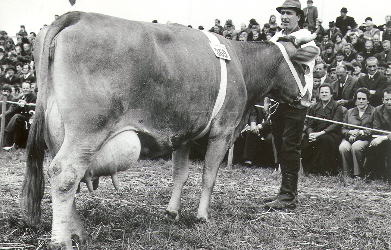 Aufschwung für das Braunvieh im neuen Zeitalter - bauernzeitung.ch ...