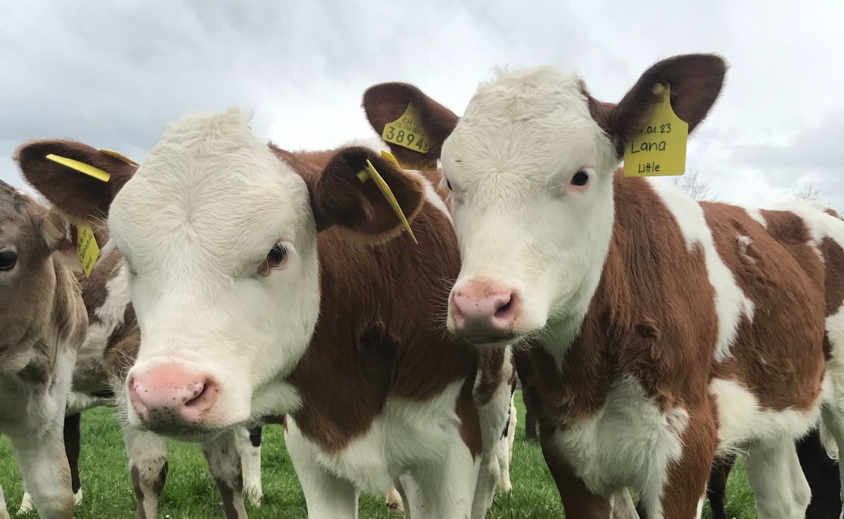 KAG Freiland bietet finanzielle Unterstützung für antibiotikafreie Kälberhaltung - bauernzeitung ...