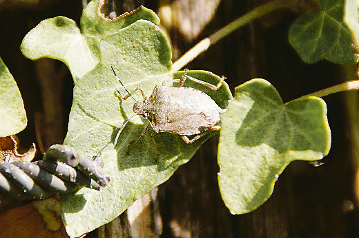 Den Baumwanzen den Weg zum Winterquartier verwehren - bauernzeitung.ch ...