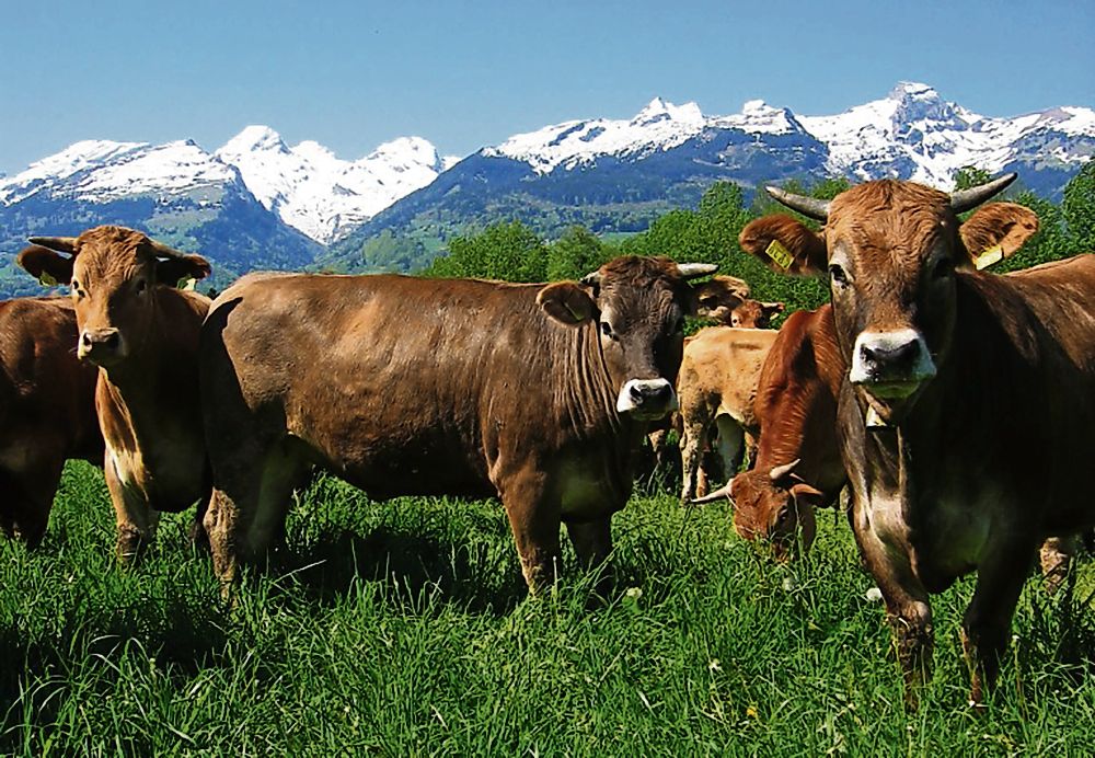 Labelfleisch ist gesucht - bauernzeitung.ch | BauernZeitung