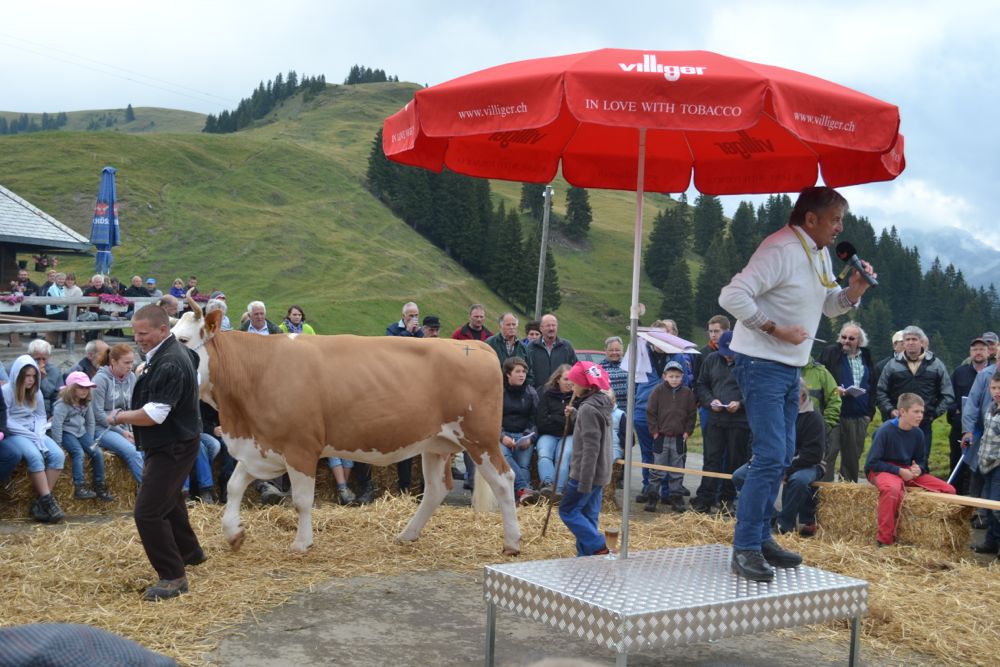 Topkühe sind gesucht - bauernzeitung.ch | BauernZeitung