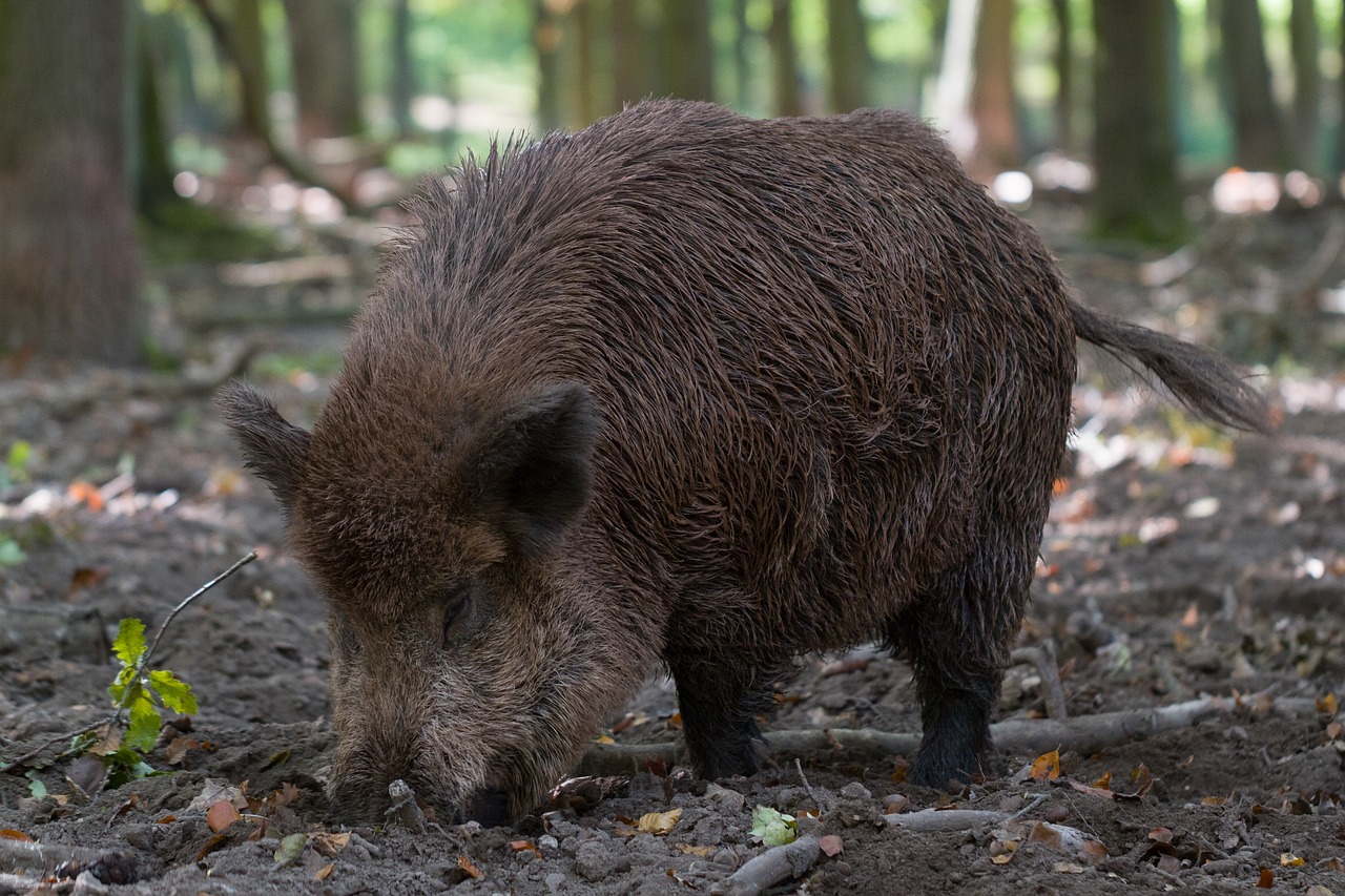Mehr Wildschweine auf den Feldern - bauernzeitung.ch | BauernZeitung