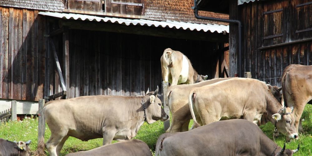 SAV: Bundesbeiträge zugunsten der Sömmerung einsetzen - bauernzeitung ...
