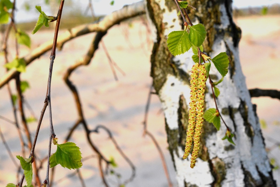 Birkenpollen: Plage für Allergiker geht los - bauernzeitung.ch ...