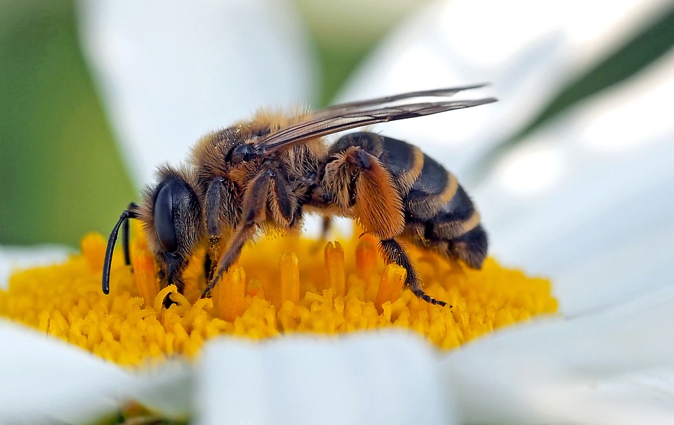 Erster Schweizer Tag der Insekten - bauernzeitung.ch | BauernZeitung