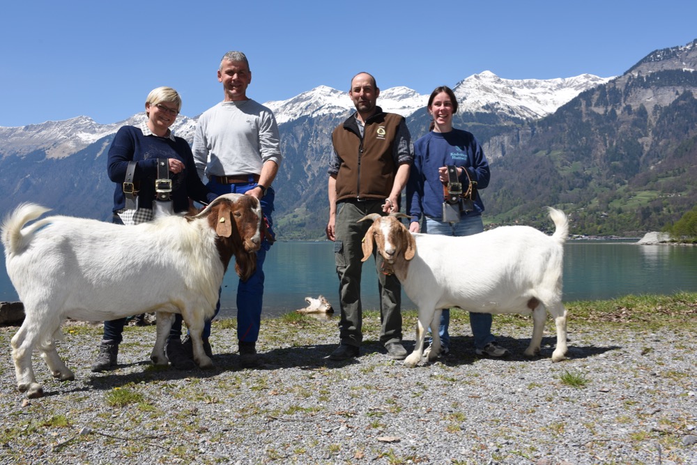 «Der Bock ist die halbe Herde» - bauernzeitung.ch | BauernZeitung