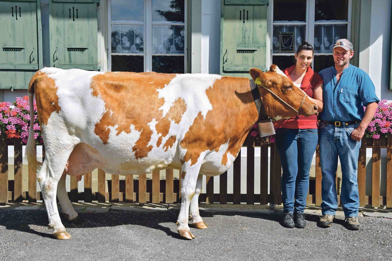 «Wir brauchen eine problemlose Kuh» - bauernzeitung.ch | BauernZeitung