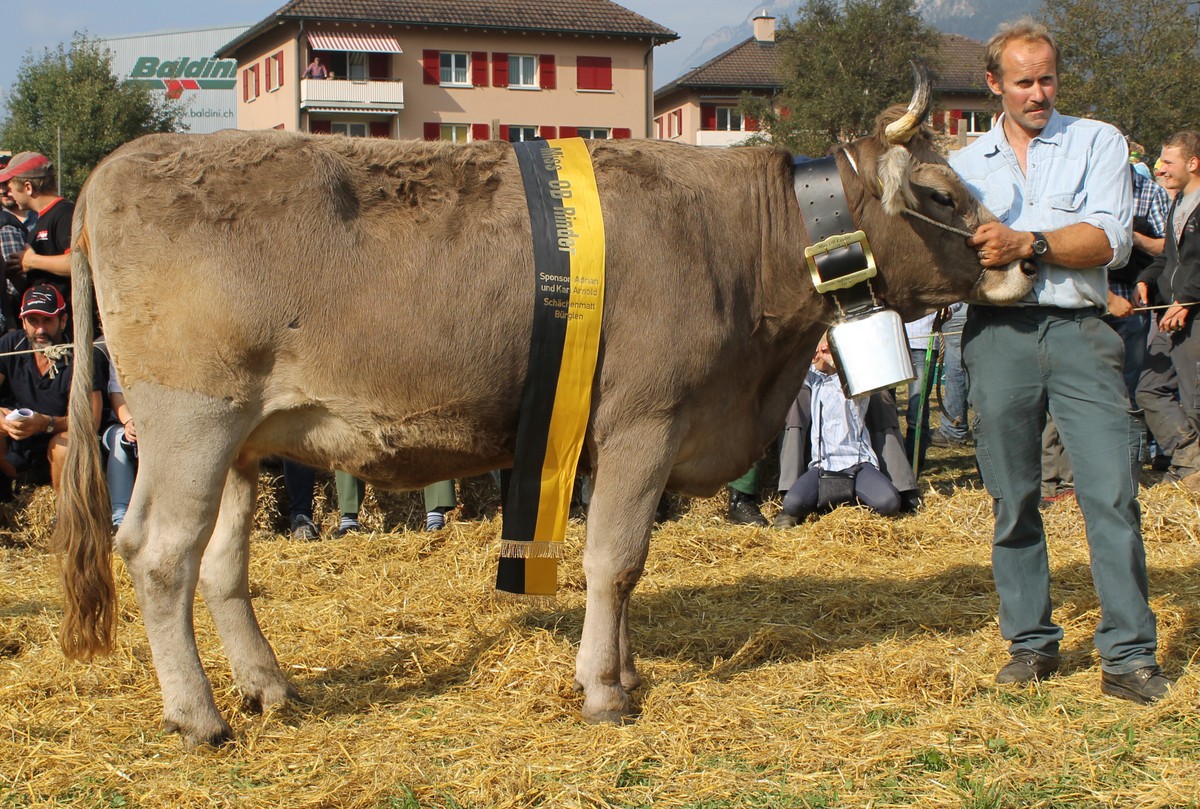 Urner Spitzenkühe begeisterten - bauernzeitung.ch | BauernZeitung