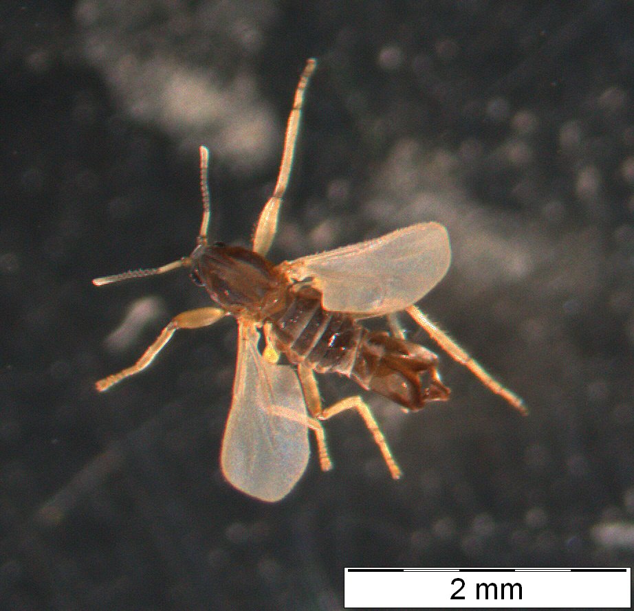 Mücken haben exaktes Zeitgefühl - bauernzeitung.ch | BauernZeitung