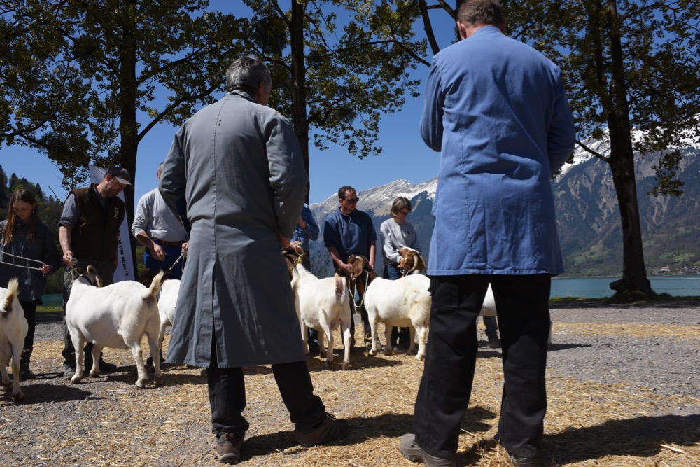 «Der Bock ist die halbe Herde» - bauernzeitung.ch | BauernZeitung