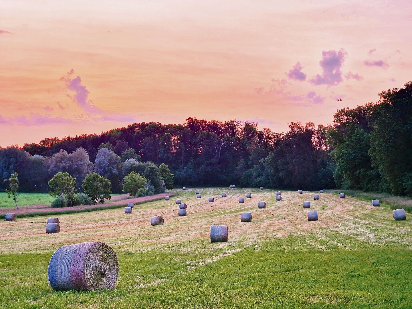 Schafskälte oder Sommerregen? Der Atlantik entscheidet über das Wetter - bauernzeitung.ch ...